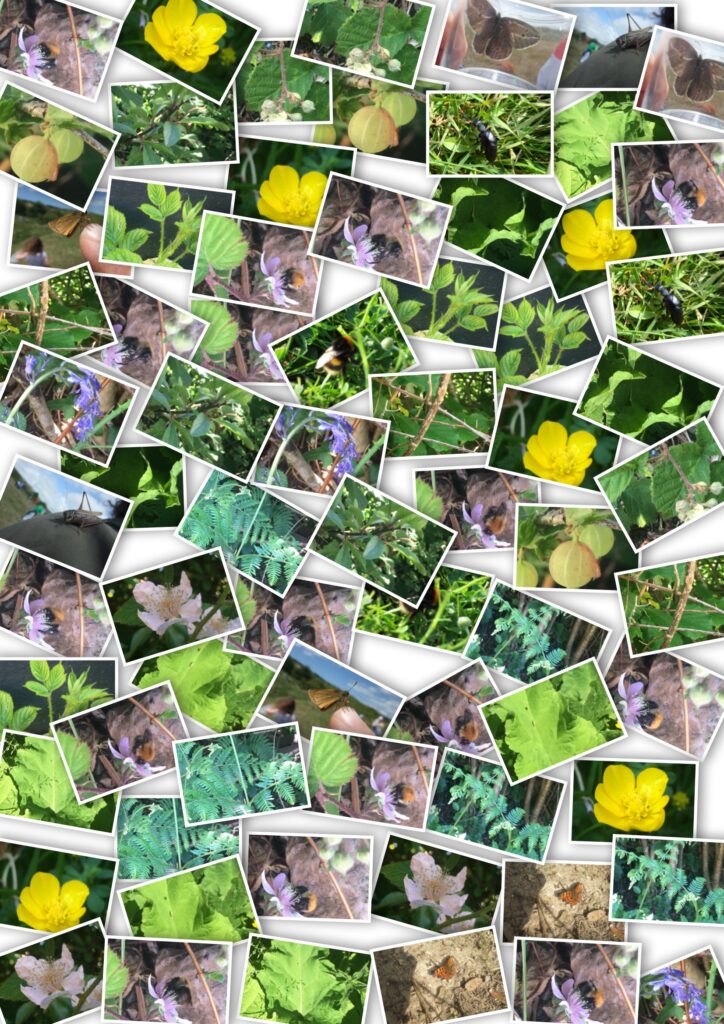 Nature Days outdoor learning resources - Go on a 'B' hunt. - naturedays ...