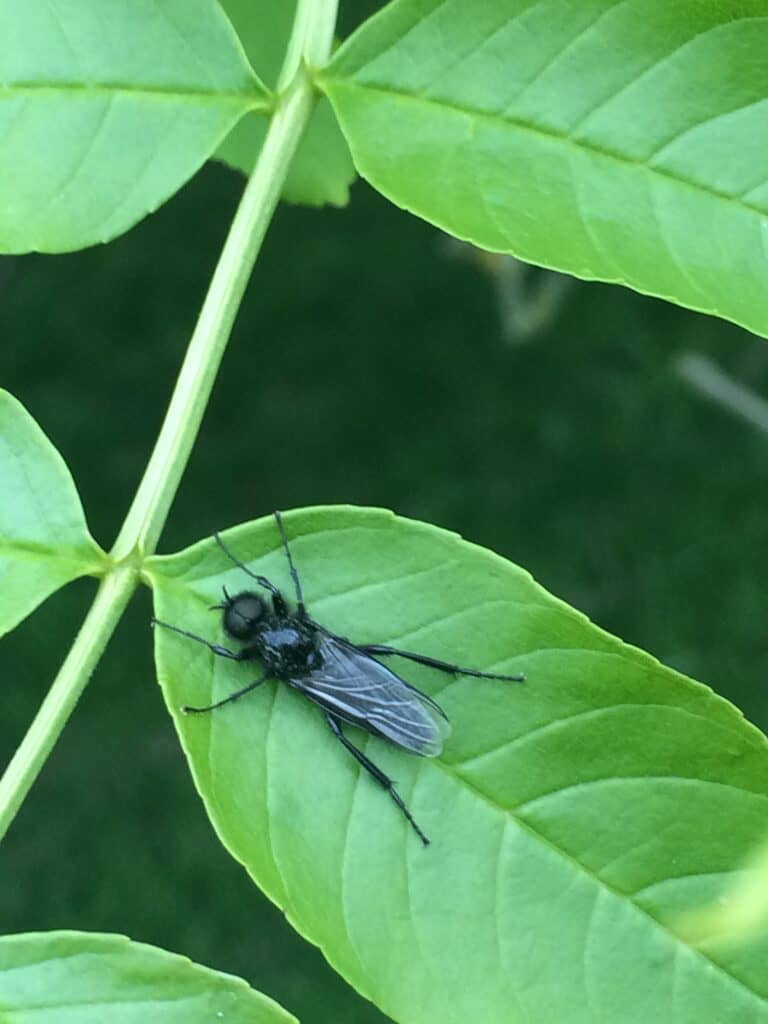 Nature Days outdoor learning resources - Spring bugs - naturedays.co.uk