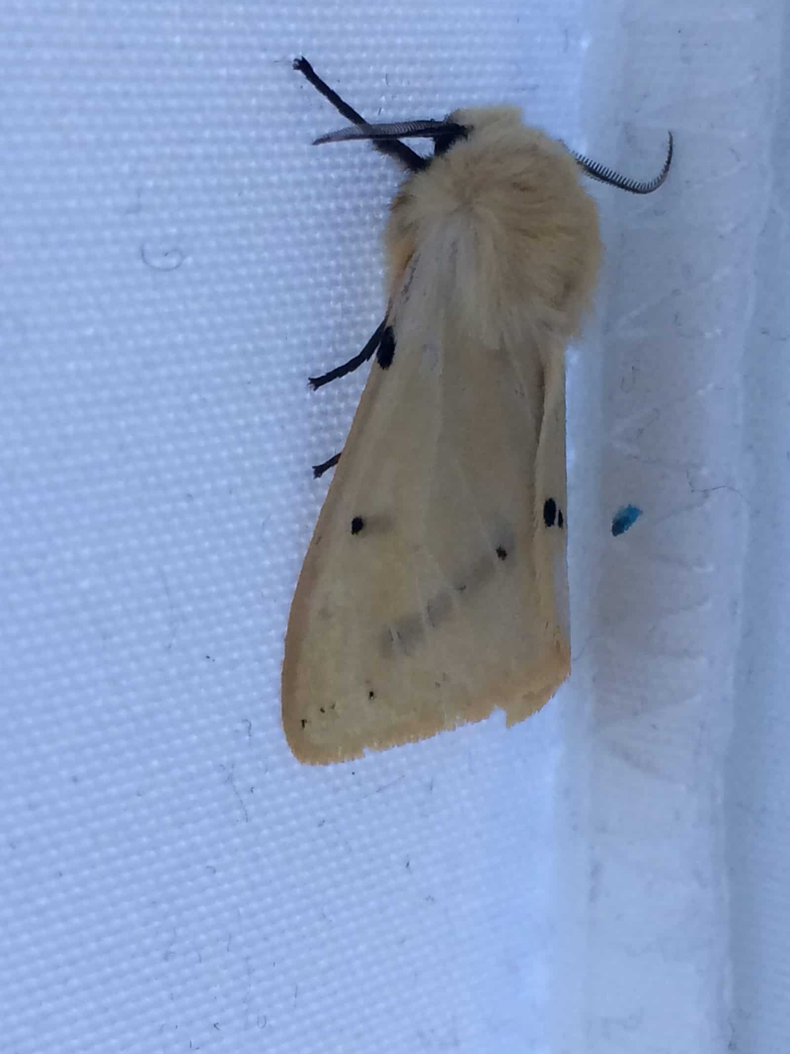 Nature Days outdoor learning resources - Moth hunt - naturedays.co.uk